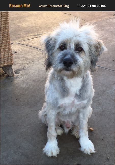 ADOPT 21040800466 ~ Old English Sheepdog Rescue ~ tustin, CA