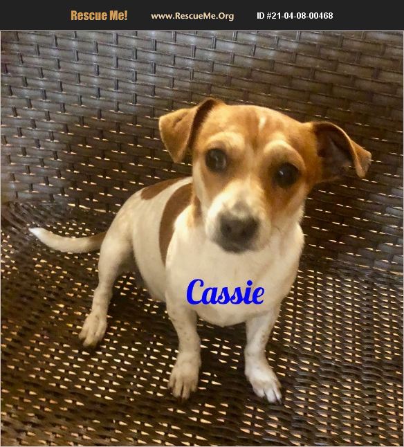 ADOPT 21040800468 ~ Jack Russell Rescue ~ Vallejo, CA