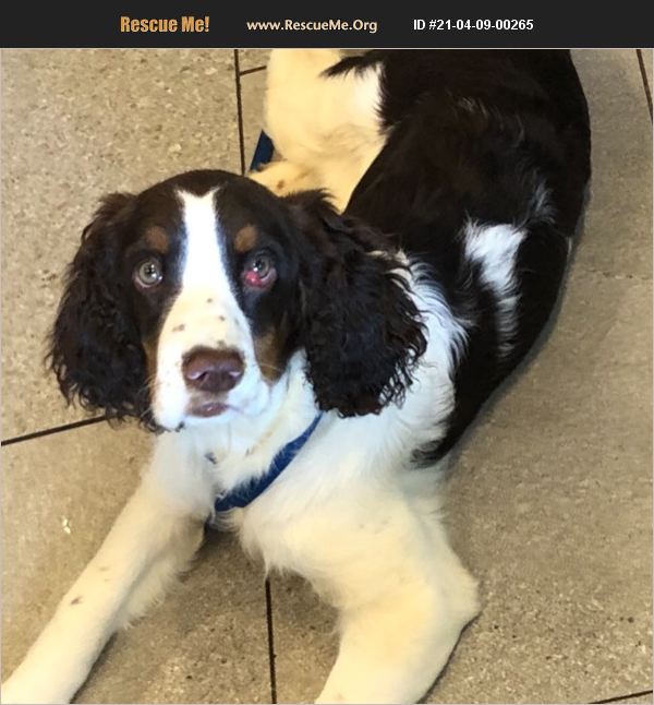 ADOPT 21040900265 ~ English Springer Spaniel Rescue ~ Spartanburg, SC