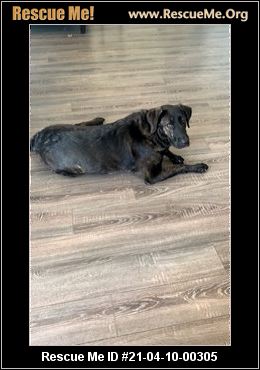 - Colorado Lab Rescue - ADOPTIONS - Rescue Me!
