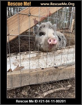 - Alabama Farm Animal Rescue - ADOPTIONS - Rescue Me!