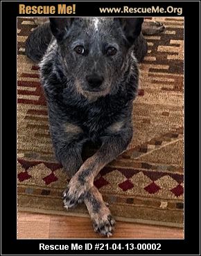 - Alaska Dog Rescue - ADOPTIONS - Rescue Me!