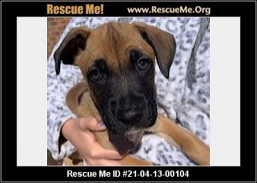 - Texas Boxer Rescue - ADOPTIONS - Rescue Me!
