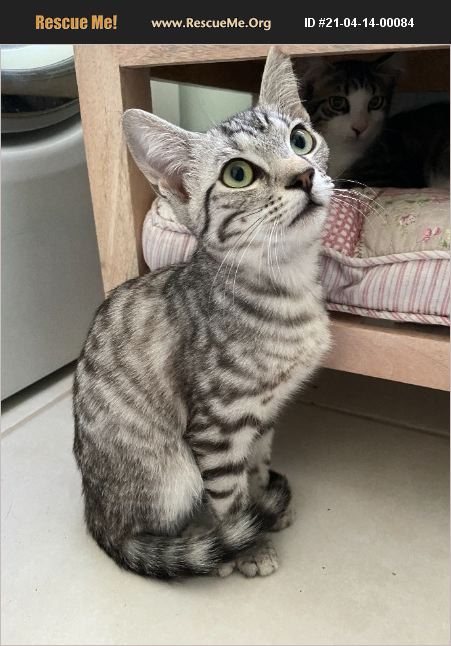 ADOPT 21041400084 ~ Egyptian Mau Rescue ~ Delray Beach, FL