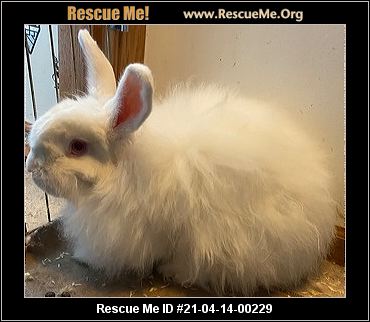 - Illinois Rabbit Rescue - ADOPTIONS - Rescue Me!