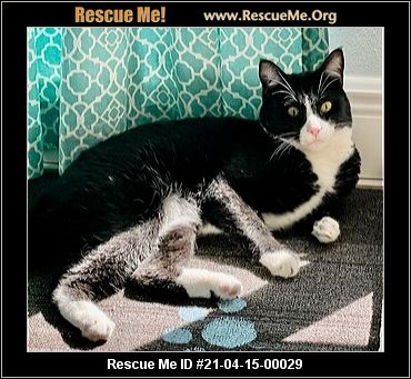 - Florida Cat Rescue - ADOPTIONS - Rescue Me!