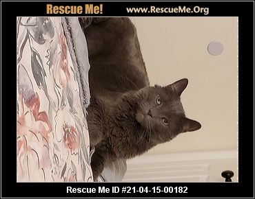 - New York Cat Rescue - ADOPTIONS - Rescue Me!