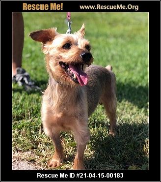 - Florida Yorkie Rescue - ADOPTIONS - Rescue Me!