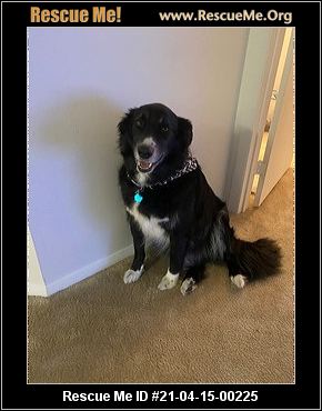- Florida Border Collie Rescue - ADOPTIONS - Rescue Me!