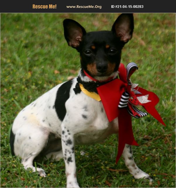 ADOPT 21041500283 ~ Rat Terrier Rescue ~ Jesup, GA