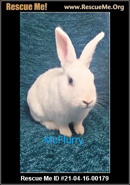 - California Rabbit Rescue - ADOPTIONS - Rescue Me!