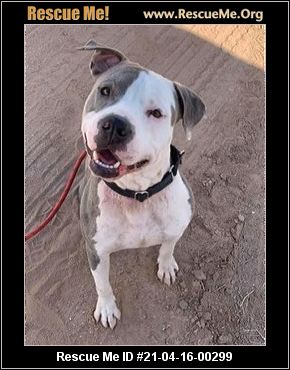 - Arizona Pit Bull Rescue - ADOPTIONS - Rescue Me!