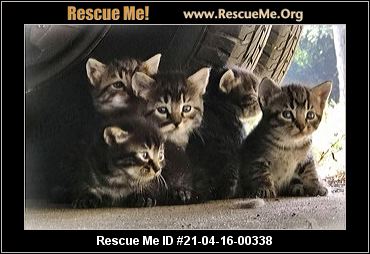 - Florida Cat Rescue - ADOPTIONS - Rescue Me!