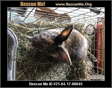 - Illinois Rabbit Rescue - ADOPTIONS - Rescue Me!