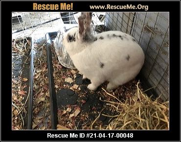 - Illinois Rabbit Rescue - ADOPTIONS - Rescue Me!