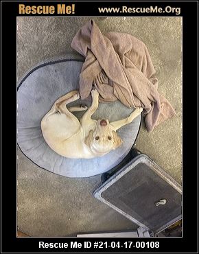 - Alaska Dog Rescue - ADOPTIONS - Rescue Me!