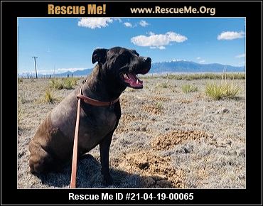 - Colorado Lab Rescue - ADOPTIONS - Rescue Me!