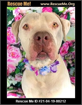 - Arizona Pit Bull Rescue - ADOPTIONS - Rescue Me!