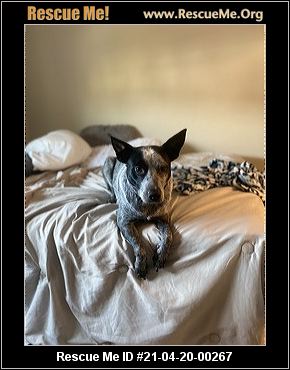 - Idaho Dog Rescue - ADOPTIONS - Rescue Me!