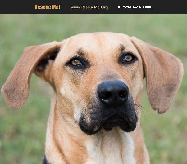 ADOPT 21042100088 ~ Rhodesian Ridgeback Rescue ~ Marble Falls, TX