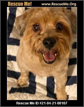 - Georgia Yorkie Rescue - ADOPTIONS - Rescue Me!