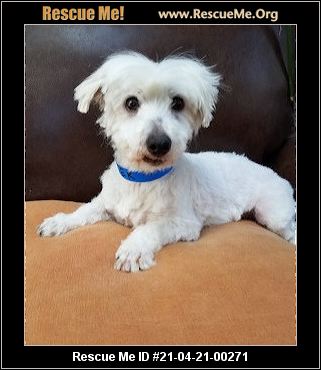 - Colorado Maltese Rescue - ADOPTIONS - Rescue Me!