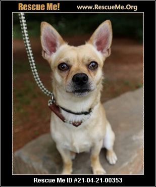 - Wisconsin Corgi Rescue - ADOPTIONS - Rescue Me!