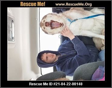 - Ohio Siberian Husky Rescue - ADOPTIONS - Rescue Me!