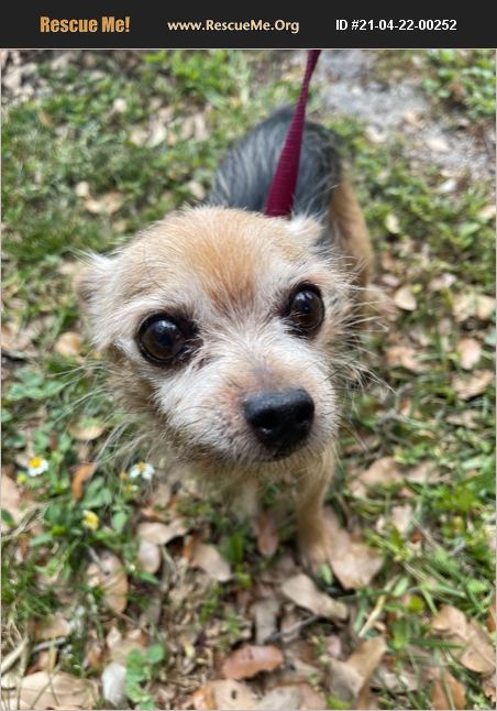 ADOPT 21042200252 ~ Yorkie Rescue ~ Boca Raton, FL