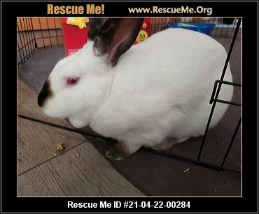 - California Rabbit Rescue - ADOPTIONS - Rescue Me!