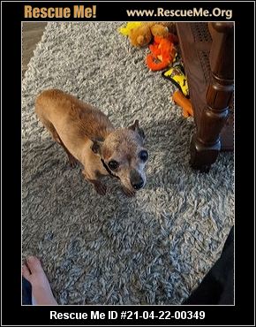 - Arizona Dog Rescue - ADOPTIONS - Rescue Me!