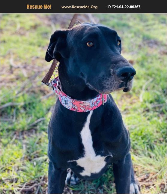 ADOPT 21042200367 ~ Great Dane Rescue ~ Dallas, TX
