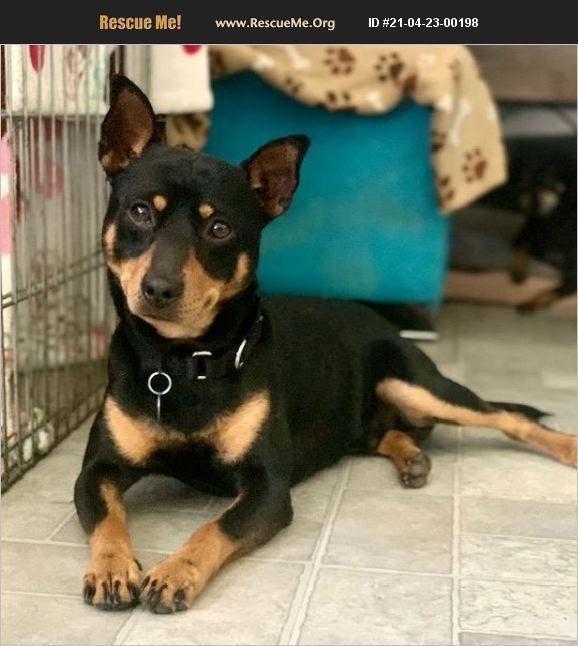 ADOPT 21042300198 ~ Manchester Terrier Rescue ~ Los Angeles, CA