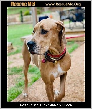 - Texas Great Dane Rescue - ADOPTIONS - Rescue Me!