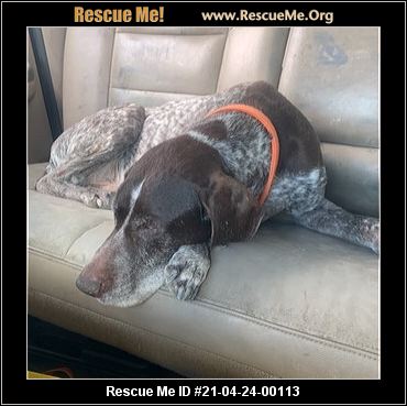 - Nevada Dog Rescue - ADOPTIONS - Rescue Me!