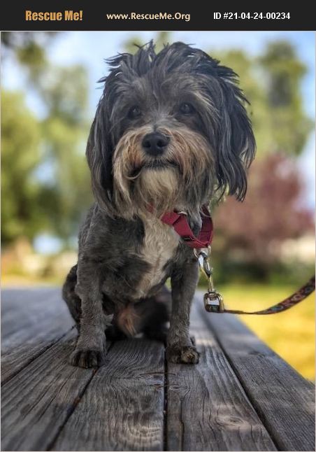 ADOPT 21042400234 ~ Lhasa Apso Rescue ~ Los Angeles, CA