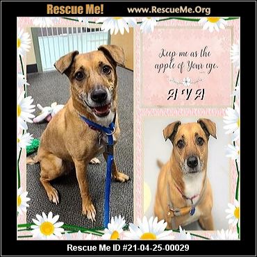 - Pennsylvania Dog Rescue - ADOPTIONS - Rescue Me!