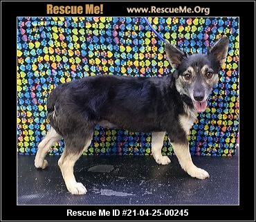 - Arizona Corgi Rescue - ADOPTIONS - Rescue Me!