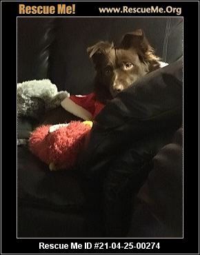 - Oregon Australian Shepherd Rescue - ADOPTIONS - Rescue Me!