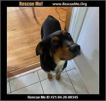 - Wisconsin Corgi Rescue - ADOPTIONS - Rescue Me!