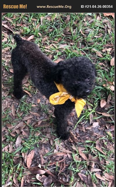 ADOPT 21042600354 ~ Poodle Rescue ~ Hernando County, FL