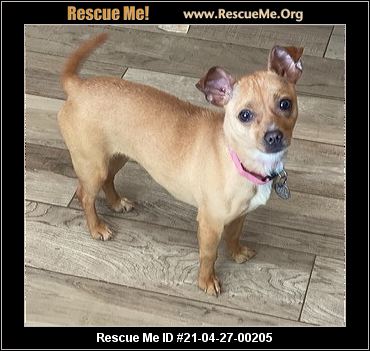 - Arizona Dog Rescue - ADOPTIONS - Rescue Me!