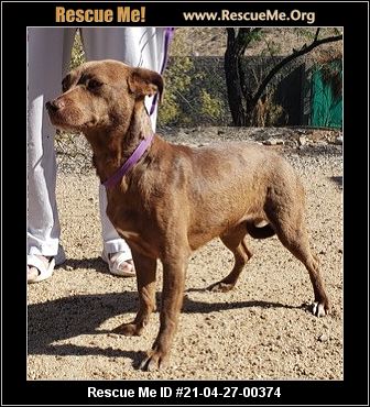 - Arizona Dog Rescue - ADOPTIONS - Rescue Me!