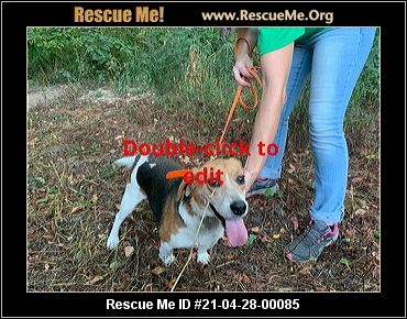 - Pennsylvania Beagle Rescue - ADOPTIONS - Rescue Me!