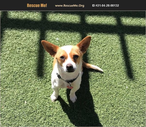 ADOPT 21042800132 ~ Corgi Rescue ~ Chandler, AZ