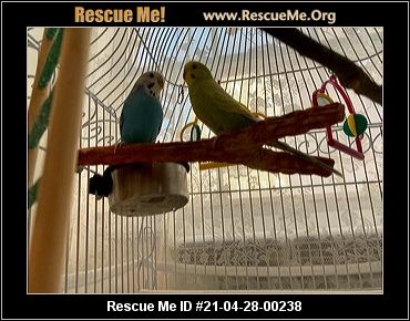 - New York Pet Bird Rescue - ADOPTIONS - Rescue Me!