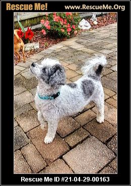 - Florida Poodle Rescue - ADOPTIONS - Rescue Me!