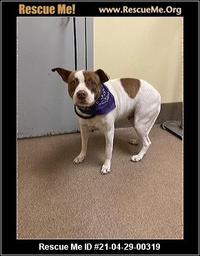 - FLORENCE HUMANE SOCIETY - FLORENCE, SC - AVAILABLE PETS