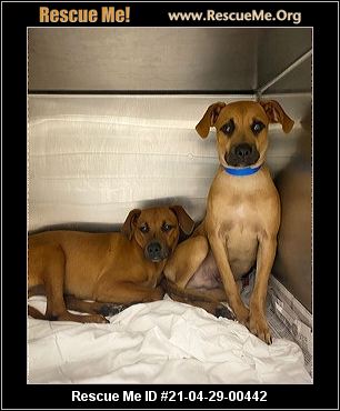 - Oklahoma Beagle Rescue - ADOPTIONS - Rescue Me!