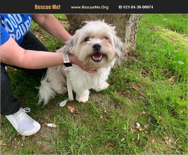 ADOPT 21043000074 ~ Shih Tzu Rescue ~ Lancaster, PA